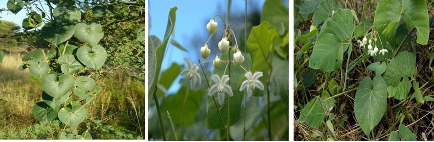 Pharmacognostic and Phytochemical investigation of stems of Pergularia ...