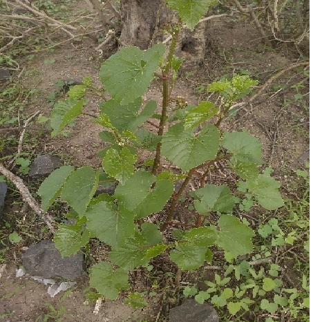 Pharmacognostic and phytochemical investigation of Cissus repanda Vahl ...