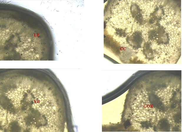 Pharmacognostic and phytochemical investigation of Cissus repanda Vahl ...